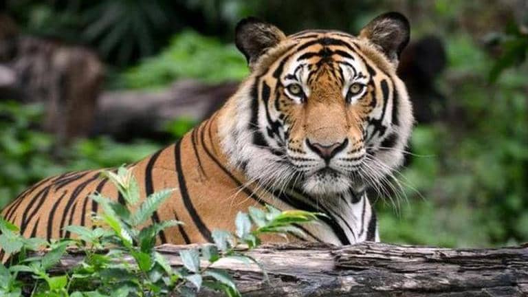 Maharashtra: Tiger dies after being hit by car in Gondia district | Republic World