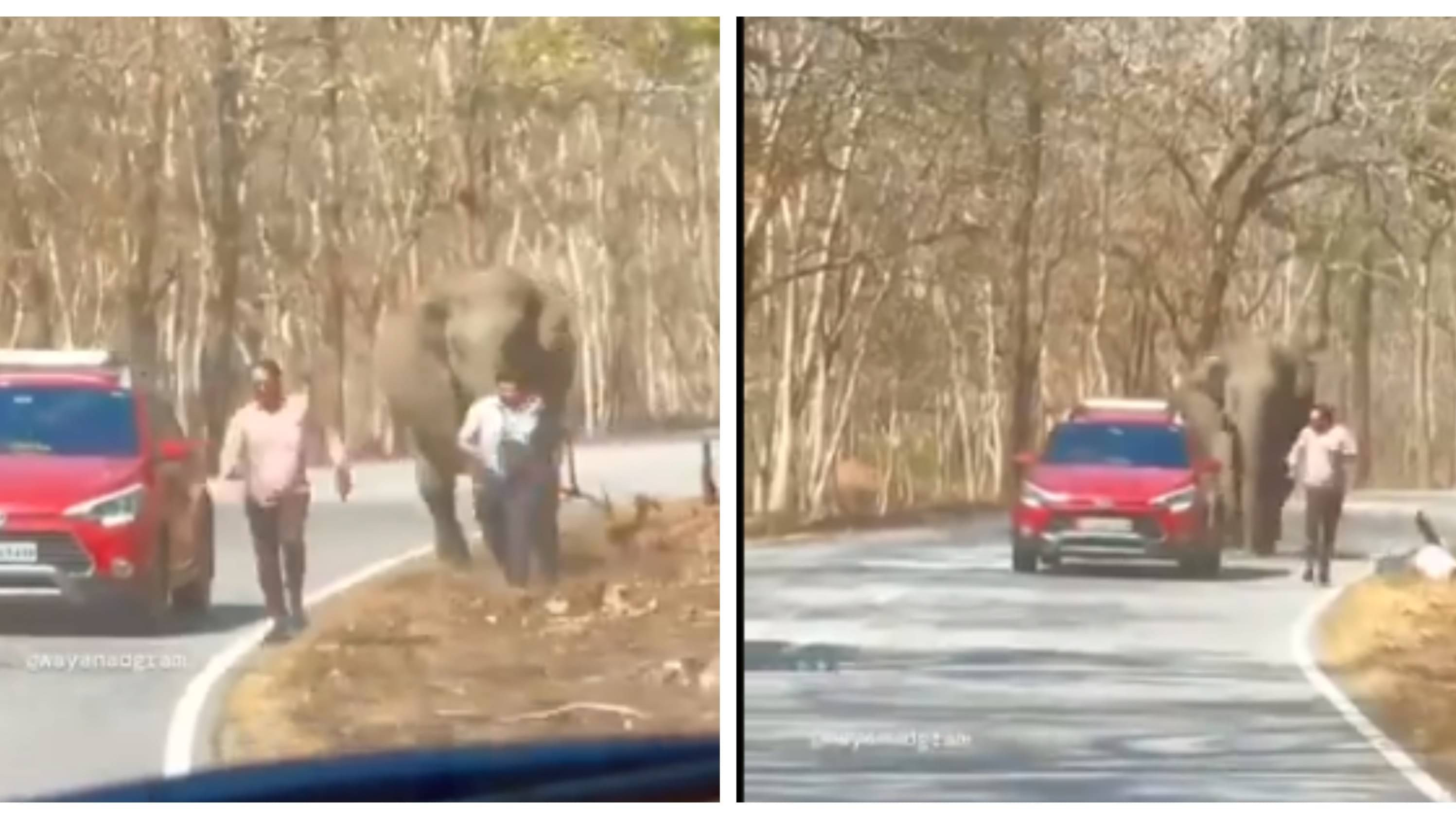 Viral Video of Elephant Chase in Bandipur Forest Sparks Urgency for ...