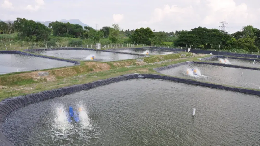 Inland fish production jumps 2-fold in 9 years | Republic World