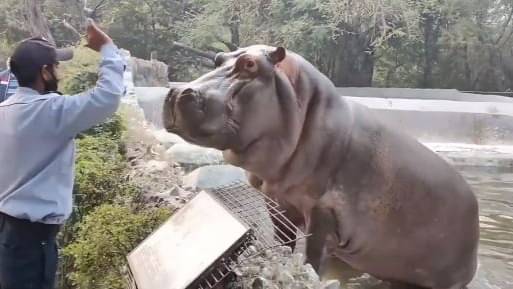 Viral Video Shows A Security Guard Gently Slapping A Hippo Trying To ...