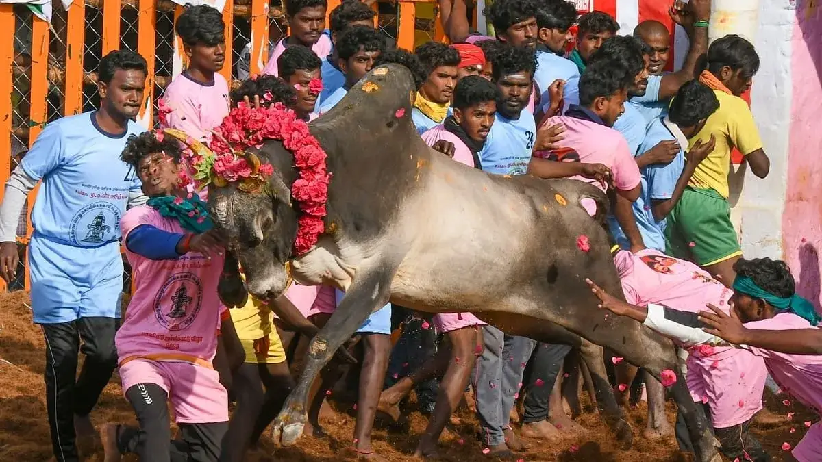 Jallikattu: Around 45 Injured During Bull-Taming Sport In Tamil Nadu's ...