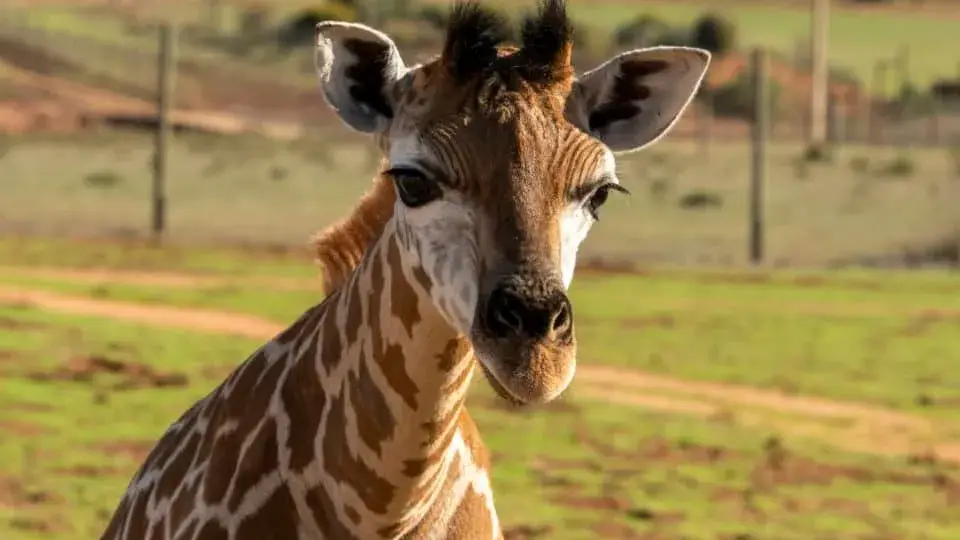 Heartbreaking: Dallas zoo compelled to euthanize 15-year-old giraffe ...