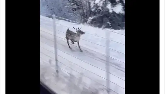 Rudolph is running late for Christmas video goes viral – Watch ...