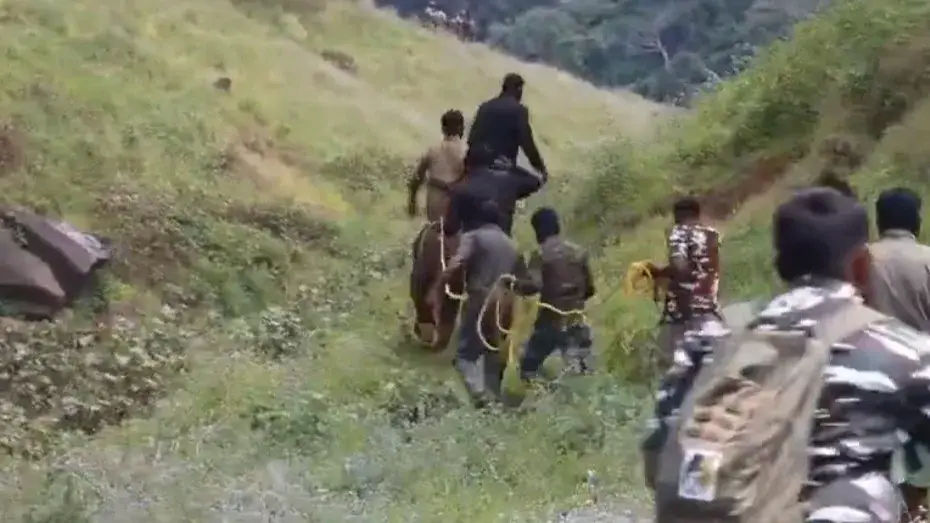 Heartwarming elephant family reunion video goes VIRAL, check why Anand ...