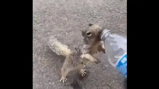 Heartwarming Video: Compassionate Man Quenches Thirst of Thirsty Squirrel, Internet Can't Get ...
