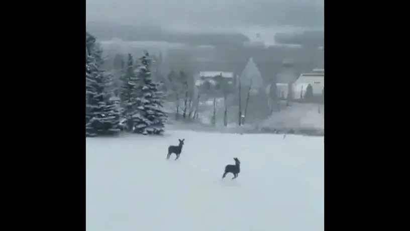 Deers stotting in deep snow video goes viral | WATCH | Republic World