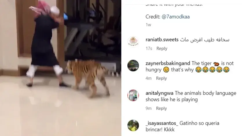 Tiger chases an Arab man in a breath-taking video, goes viral | WATCH ...
