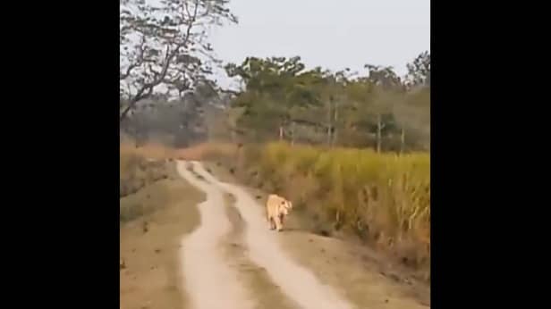 Assam Wildlife Wonders: Rare 'Golden Tiger' Takes a Stroll in Kaziranga ...