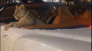 Beast in Bentleys: Bangkok Driver Raises Concerns with Exotic Pet Lion ...
