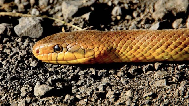 Man Miraculously Survives Five Snake Bites In 45 Days, Surprises ...