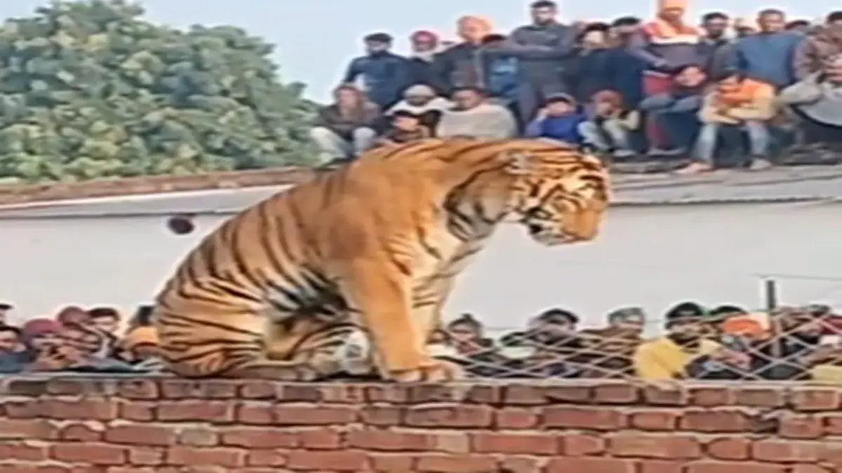 Viral Video: Majestic Bengal Tiger rests like a boss in densely ...