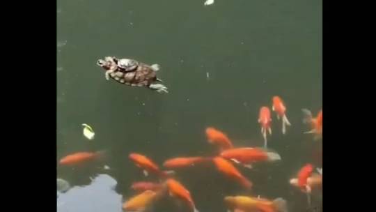 Cutest Video Of Baby Turtle Enjoying 'Piggyback Ride' On Her Mother's ...