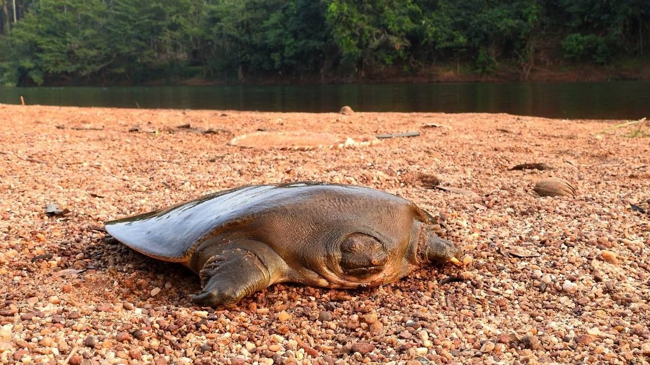 Incredibly Rare Turtle Discovered In Kerala Along The Chandragiri River ...