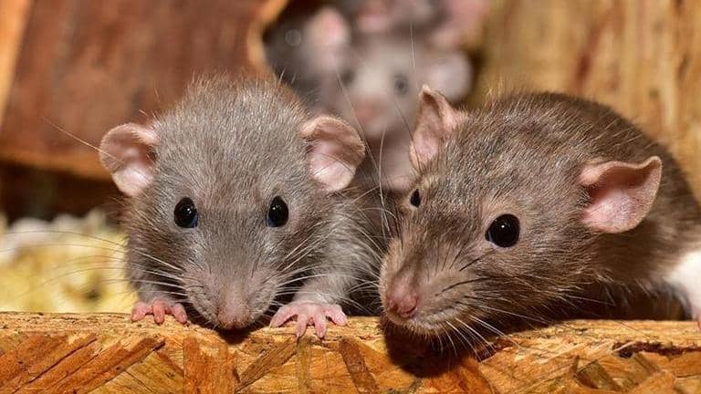 Male rats develop female traits when exposed to chemicals in daily ...