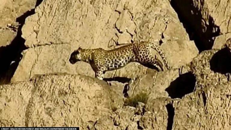 Rare pair of Persian Leopard spotted in Pakistan, see picture ...