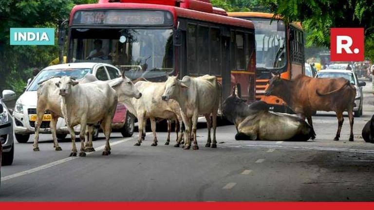 Cow attacks 62-year-old woman in Delhi's Inderpuri, episode triggers ... Cow attacks 62-year-old woman in Delhi's Inderpuri, episode triggers ...