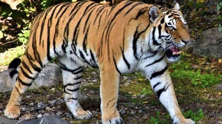 Maharashtra: Forest team on lookout for maneater tiger in Gondia ...