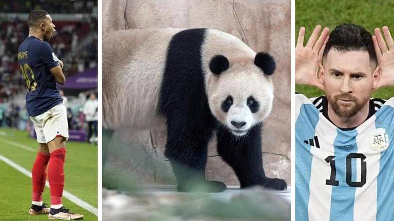 Argentina Vs France Panda In Qatar Predicts Who Will Win World Cup