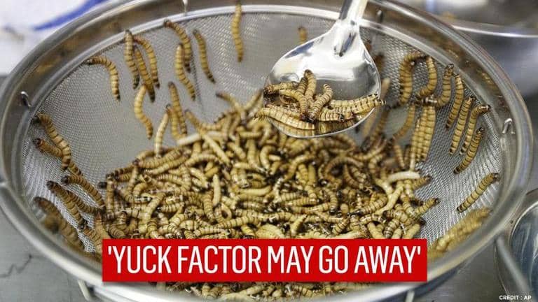 Yellow grub insects may soon feature on Europeans' dinner plates after ...