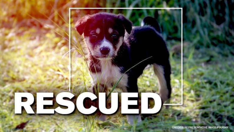 UP cop praised for saving 3 puppies from snake infested well | Republic ...