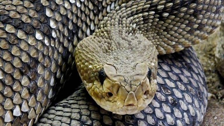Germany: Poisonous bite leads police to farm with 110 snakes | Republic ...