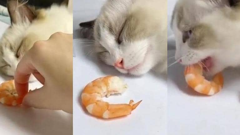 Cat eating shrimp after waking from the aroma of it is making netizens ...