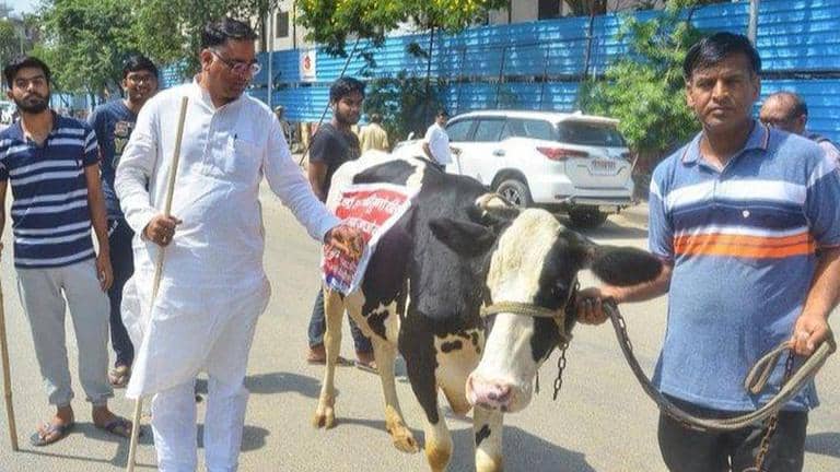 BJP brings cow to protest in assembly; 'upset with Congress' bovine ...