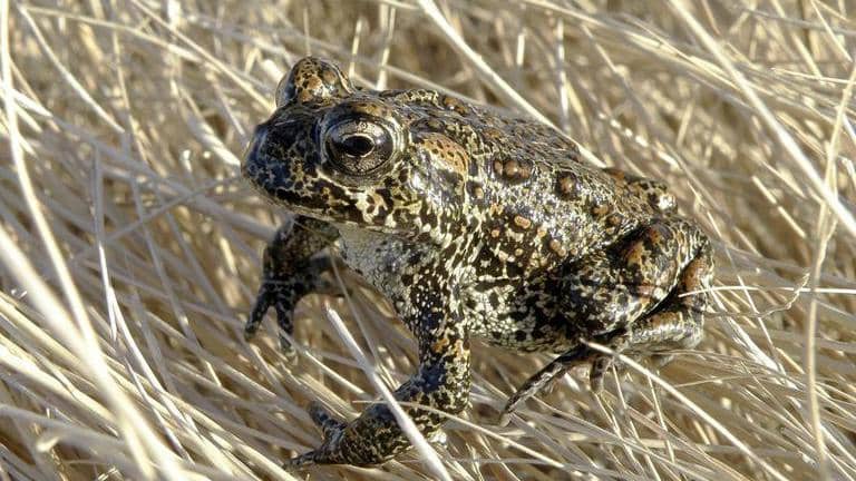 US to reopen review of Nevada geothermal plant near endangered toad ...