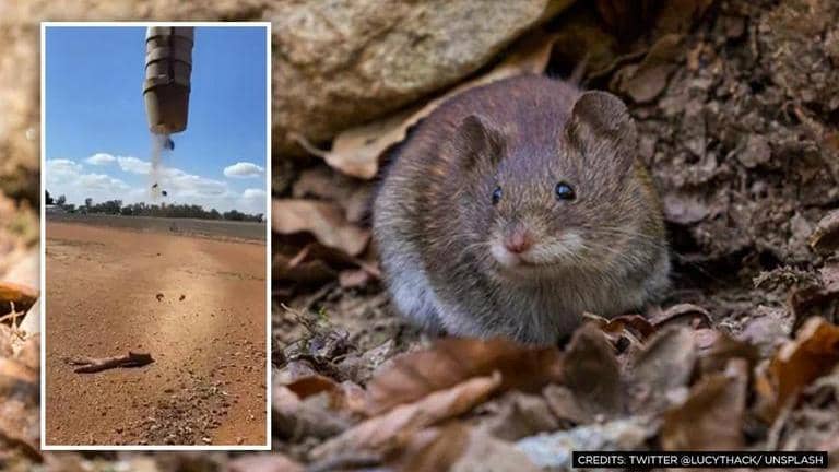 Australia: Videos show mice 'raining down' as country witnesses worst ...