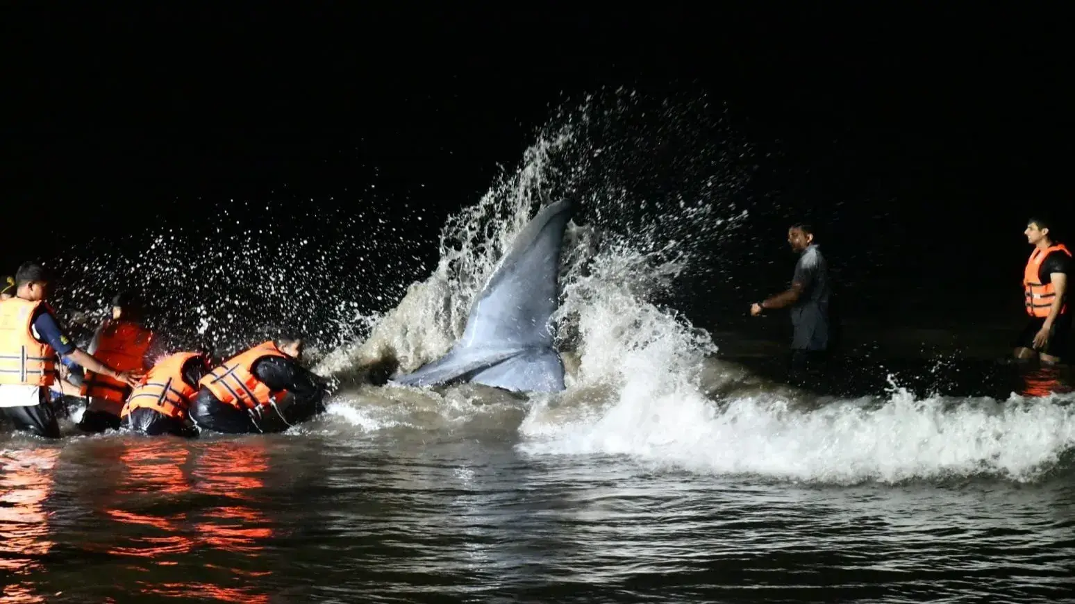 ICG rescues 47-feet long Blue Whale in Maharashtra's Ratnagiri ...