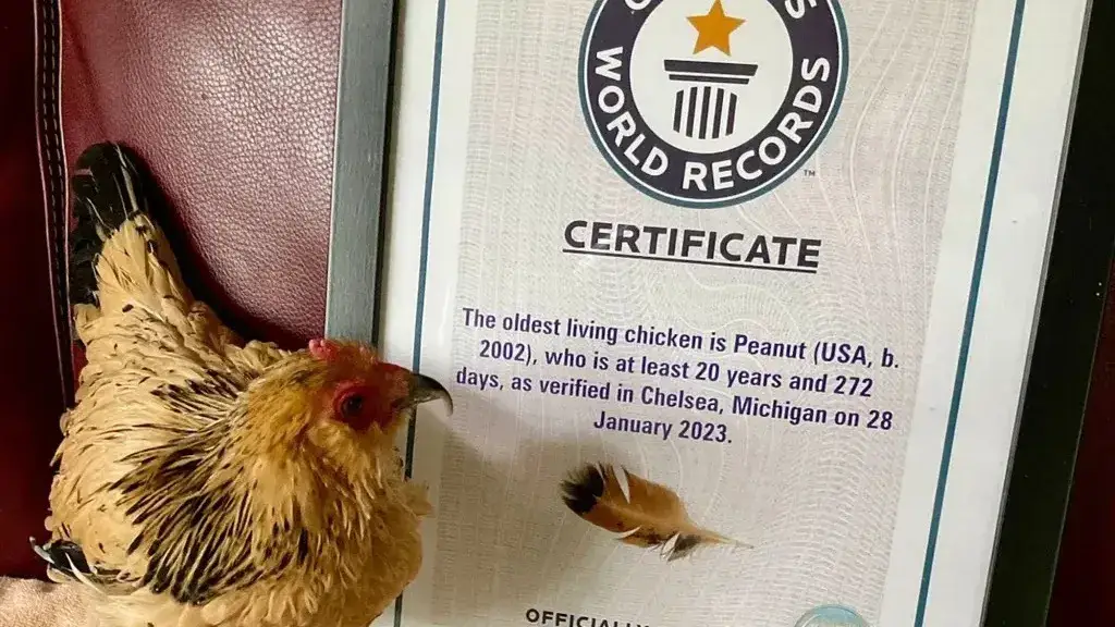 Guinness World Record holder Peanut, world’s oldest chicken dies at 21 ...