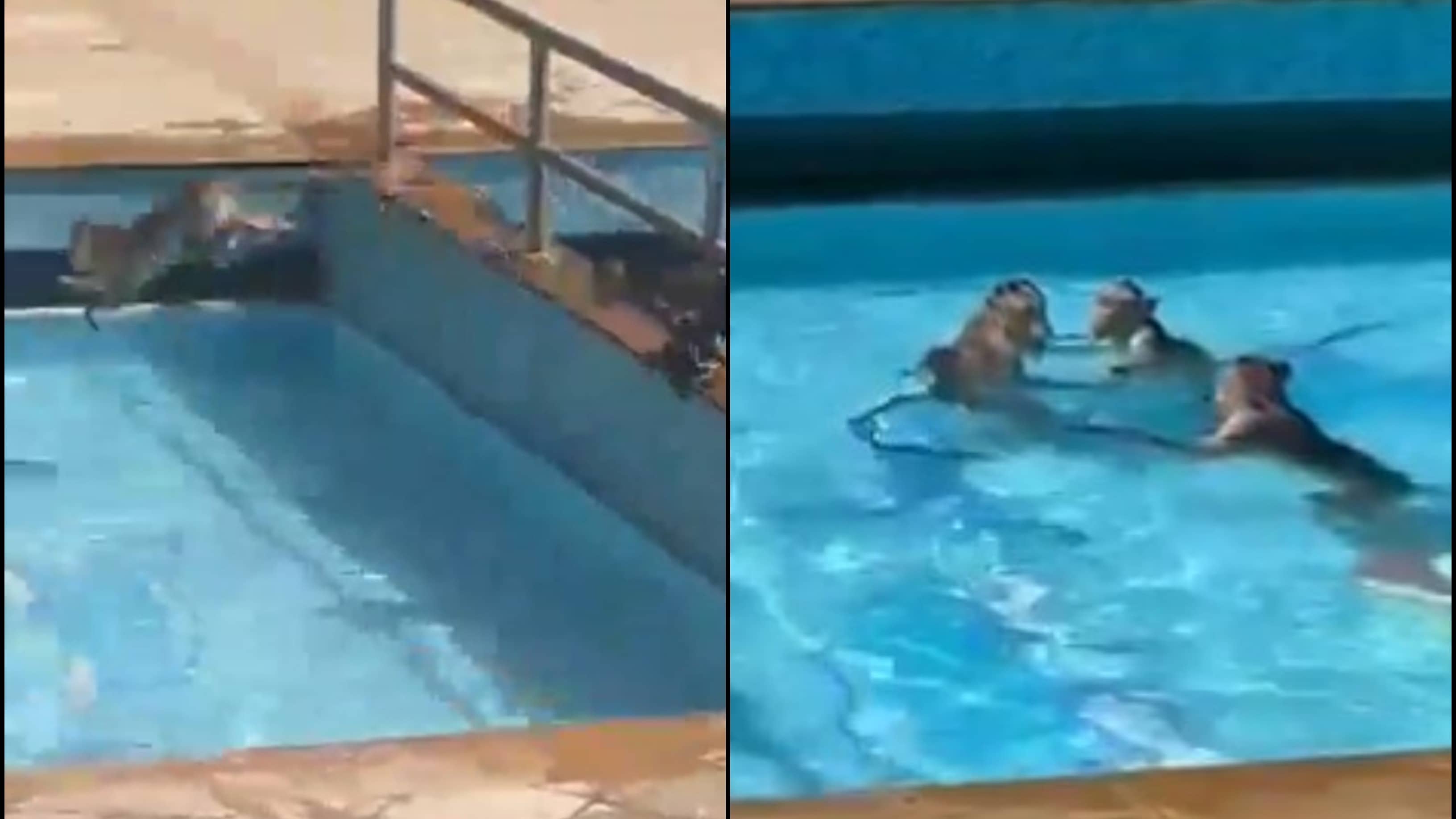 Monkey Pool Party! Viral Video Shows Monkeys Beating Mumbai Heat In ...