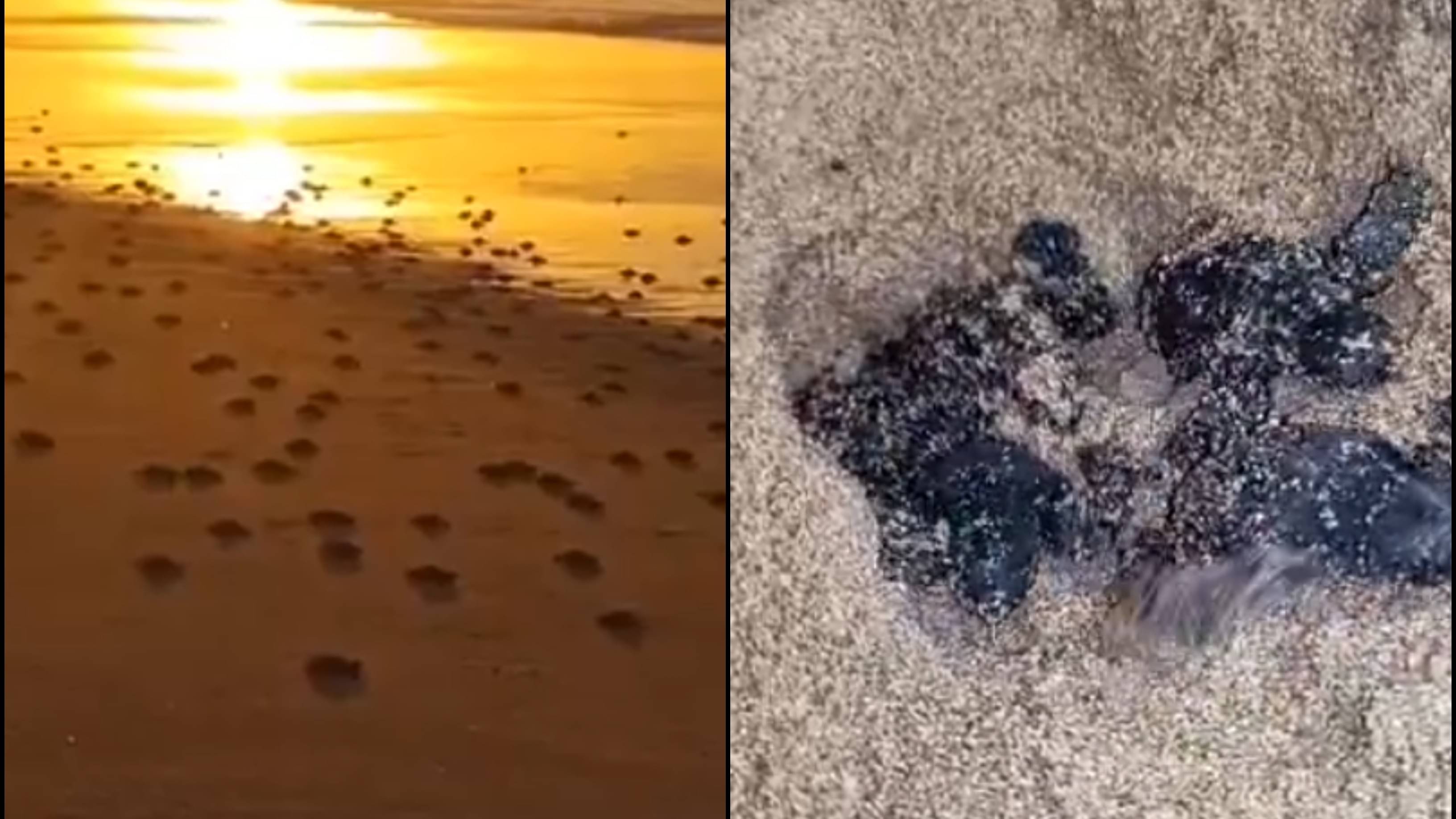 Baby Olive Ridley Turtles Break Out Of Their Eggshells Sans Mother In ...