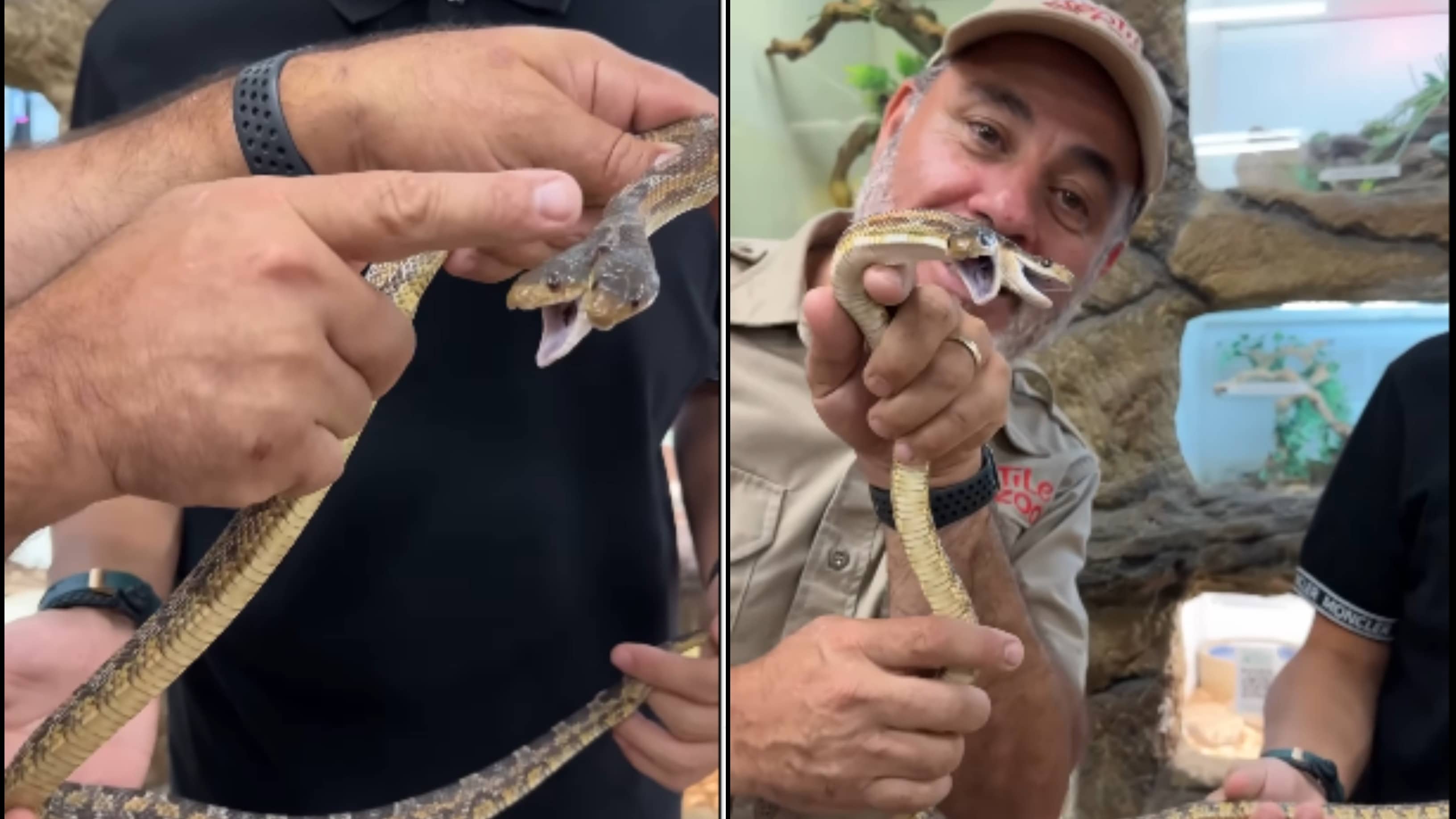 Video: US Zookeeper Shares Video of Rare Two-Headed Snake, Sparks ...