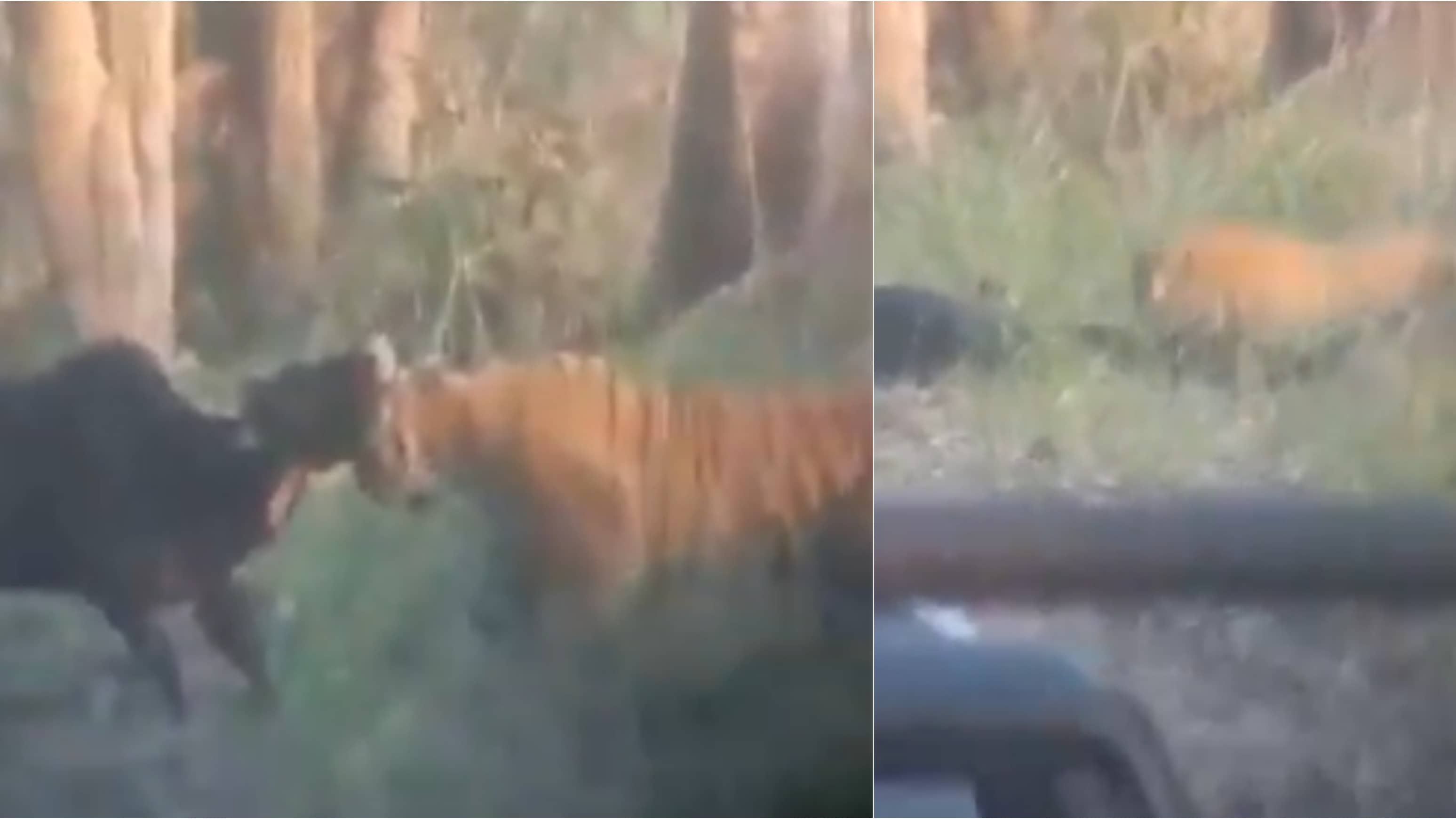 Tiger Attacks Wild Bull In 'Pilibhit Tiger Reserve' Video Goes Viral ...