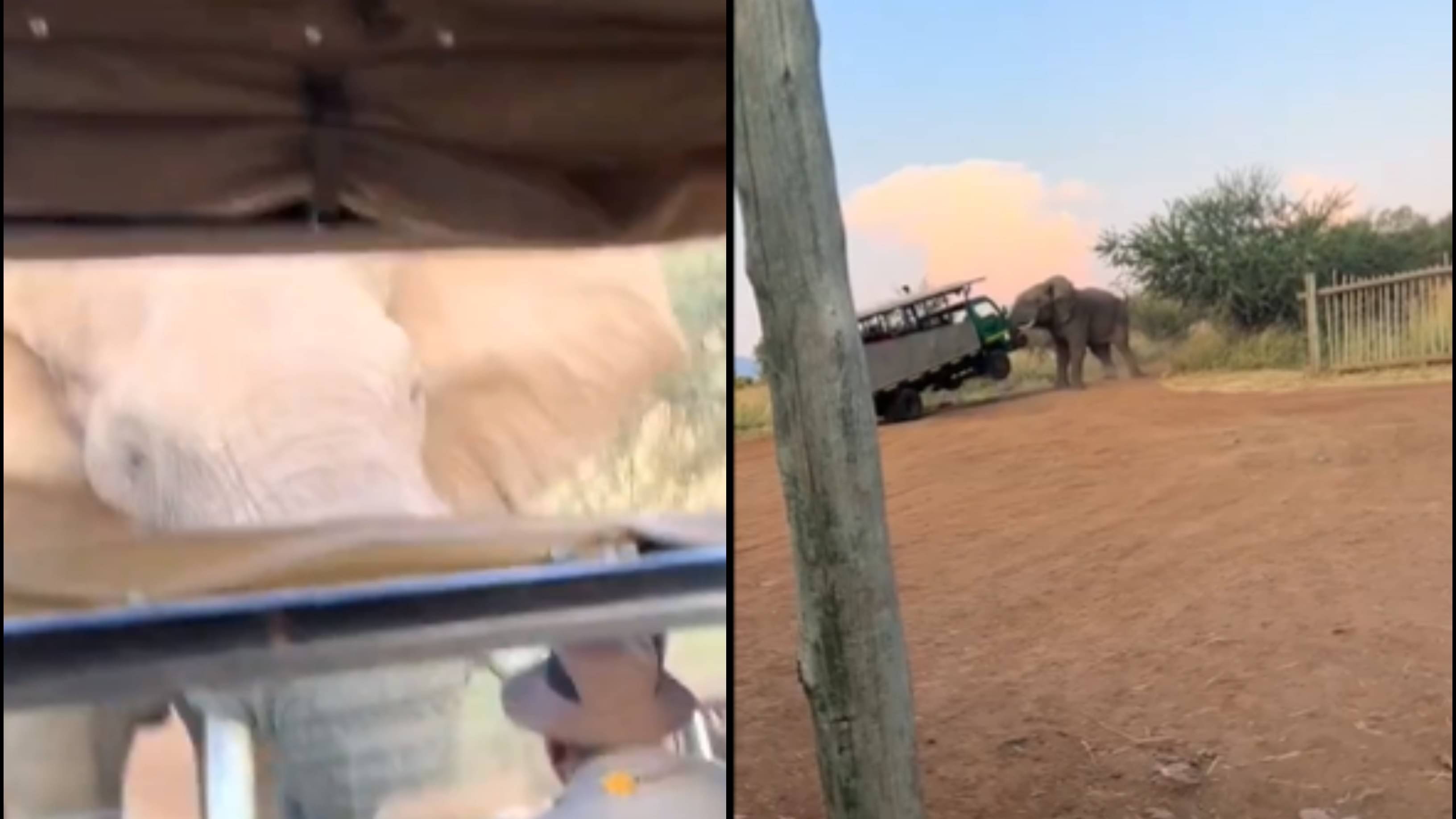 Viral Video: Elephant Lifts Safari Truck in Terrifying Encounter at South African National Park ...