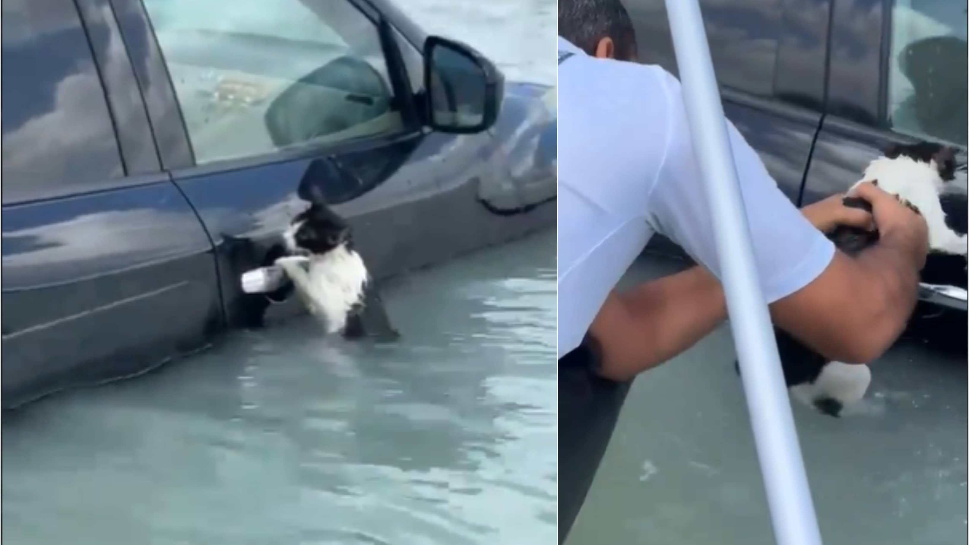 Cat Rescued by Police Officials Amid the Dubai Flood, Video Goes Viral ...