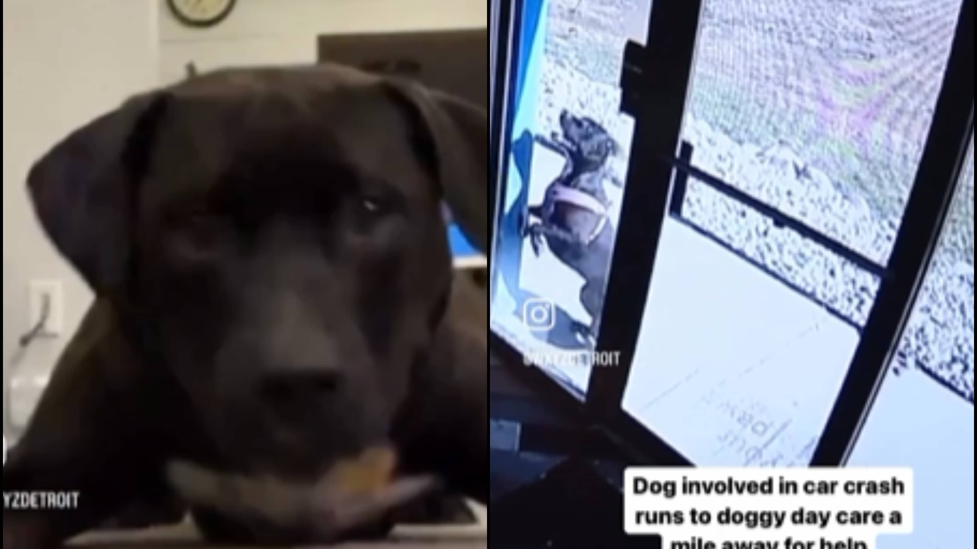 Viral Video: Loyal Dog Runs Mile To Daycare After Car Accident ...