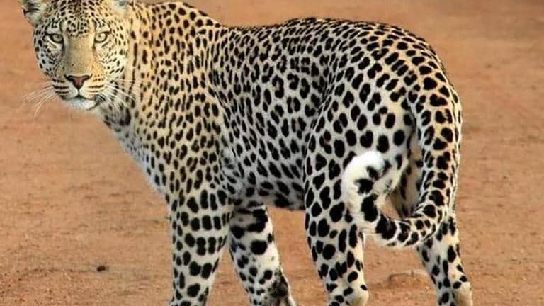 Leopard in Greater Noida society: Search and rescue operation continues ...