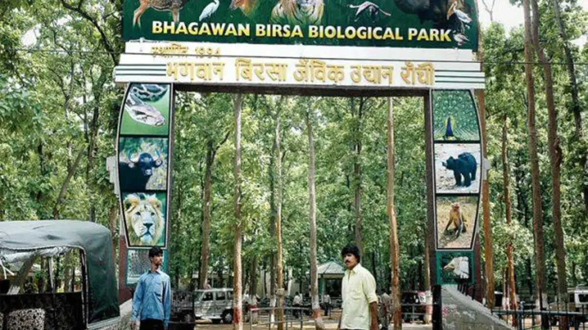 4 Newborn Tiger Cubs at Ranchi’s Birsa Zoo Die of Suffocation After ...