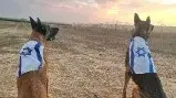 Watch: IDF uses dog to hunt down Hamas' massive tunnel in Gaza ...