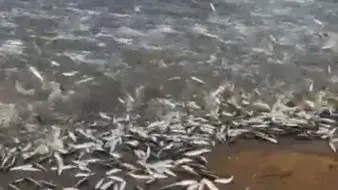 VIRAL VIDEO | Very rare 'sardine run' spotted at Goa Keri-Terekhol ...