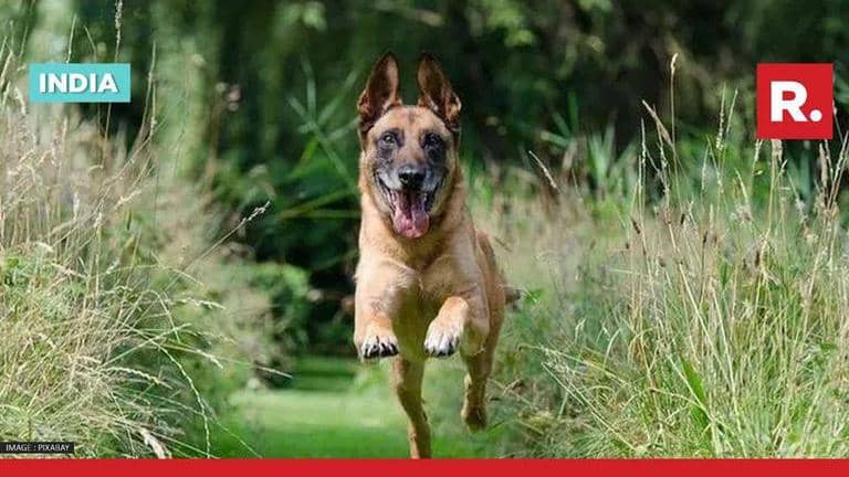 In Uttar Pradesh's Saharanpur, boy dies after being bitten by stray dogs- Republic World