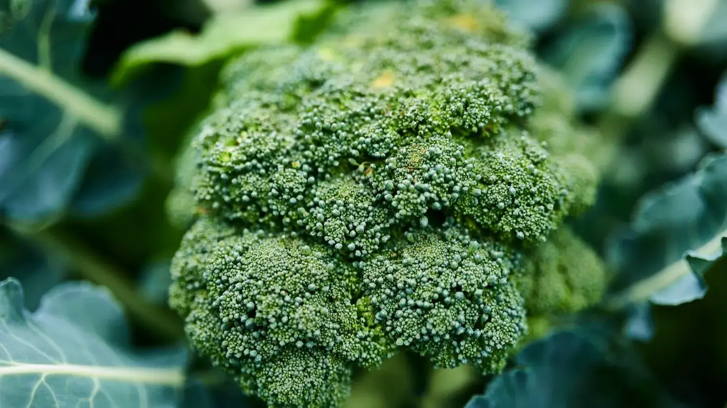 DYK These Foods Not Just Promote Skin Health But Also Make Them Glow ...