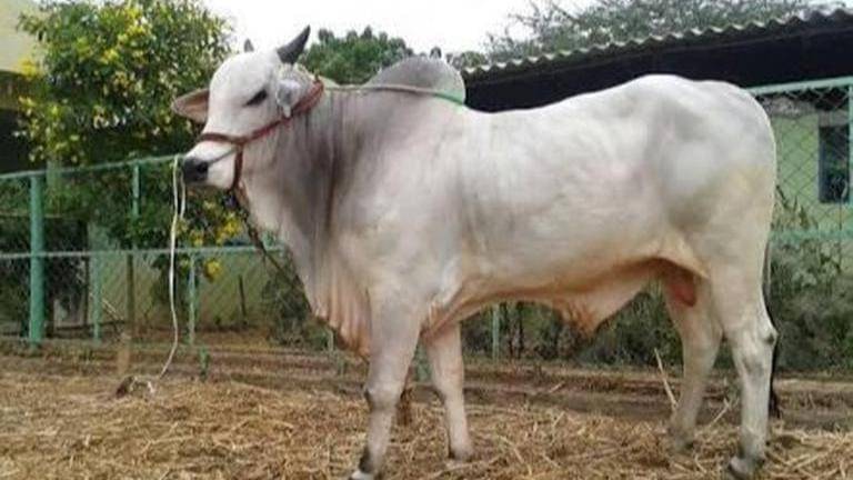 Haryana: Bull eats 40 grams of gold, family crosses its fingers ...