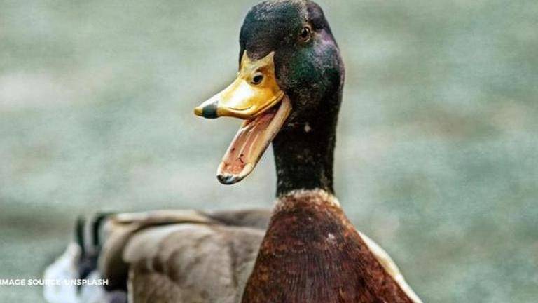 Videos of adorable ducks that have become viral on social media; See ...