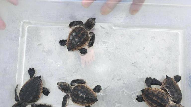 Mexico finds 15,000 turtles in crates bound for China- Republic World