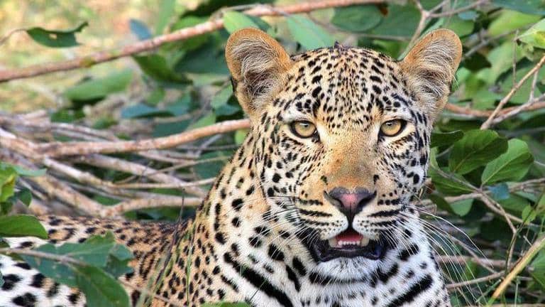 Leopard gives anxious moments for residents of North Goa village ...