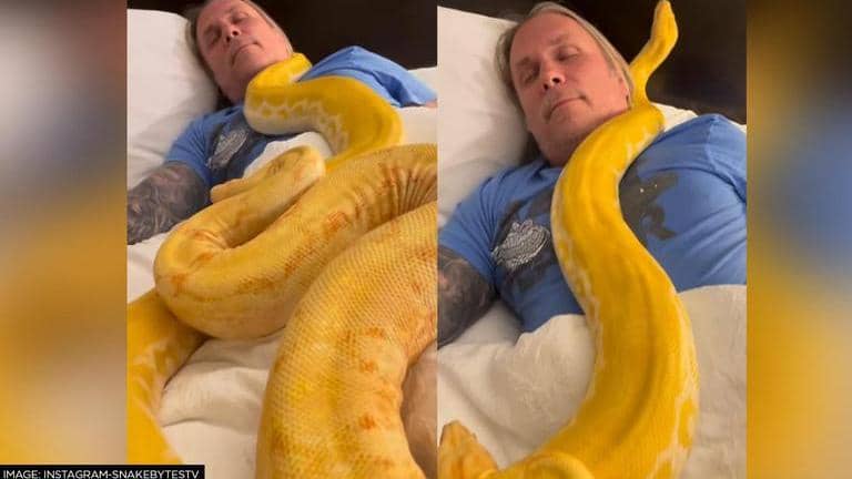 Man sleeps while 2 giant pythons crawl over his head, viral video ...