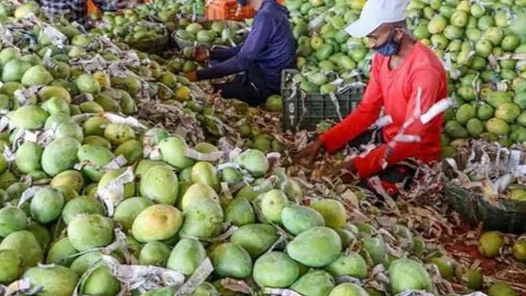 'Noor Jahan' mango in Alirajpur loses lustre, only 8 fruit-bearing ...
